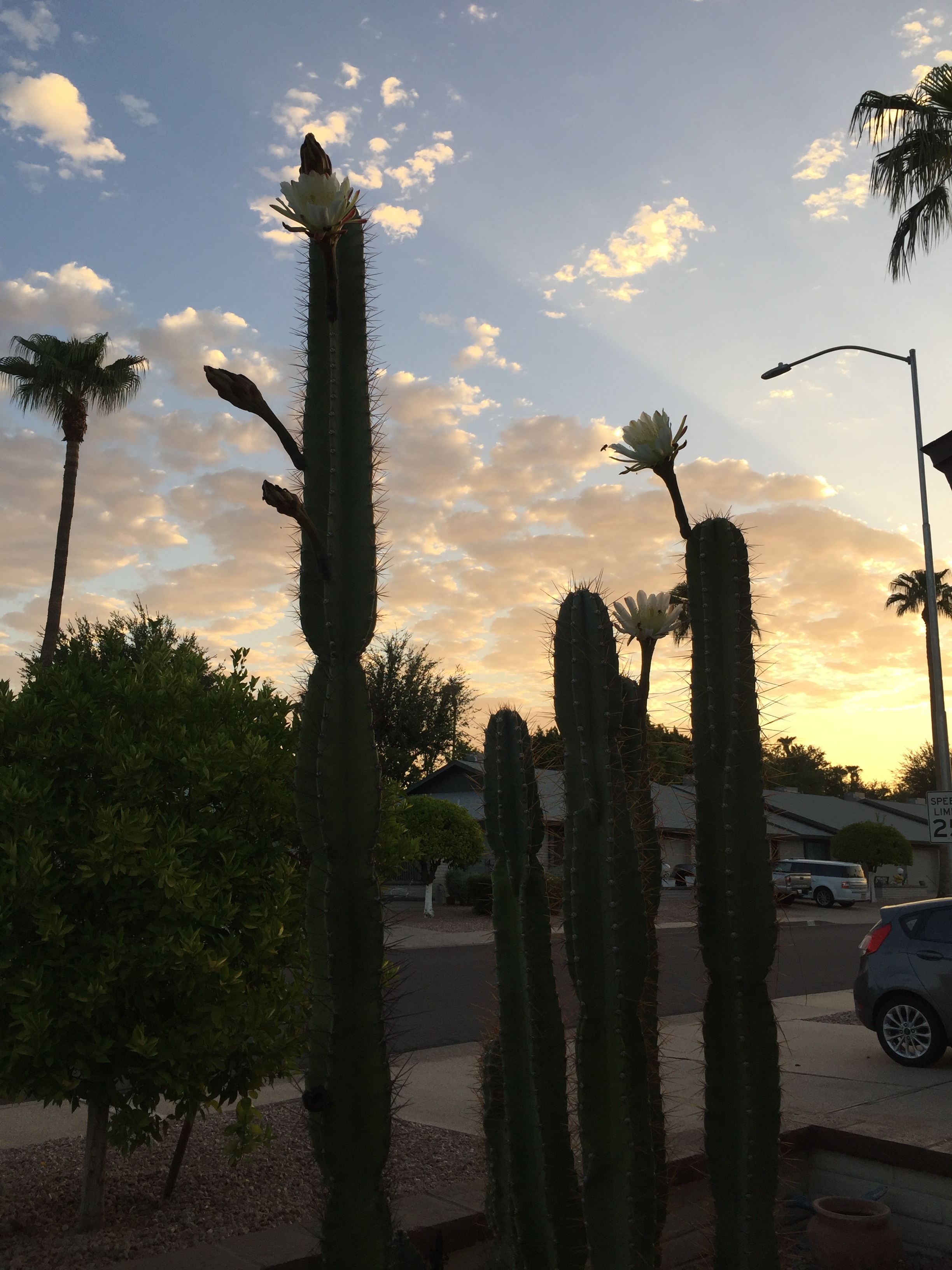 it lives! – CJ's World